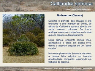 Calliandra spinosa - Uma Nativa Que Encanta | PPTX