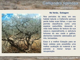 Calliandra spinosa - Uma Nativa Que Encanta | PPTX
