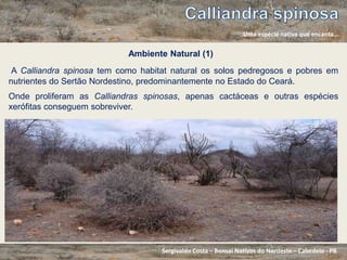Calliandra spinosa - Uma Nativa Que Encanta | PPTX