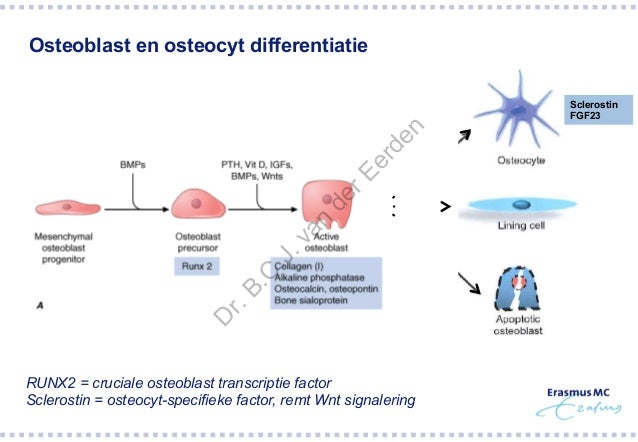 Osteocyten VU Research Portal