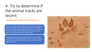 Tracking animal guide.pdf