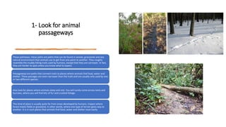 Tracking animal guide.pdf