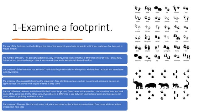 Tracking animal guide.pdf