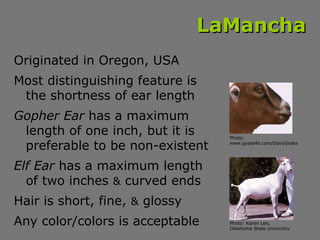 World-Goat-Breeds.pptdd codes cew xfw dewy | PPT