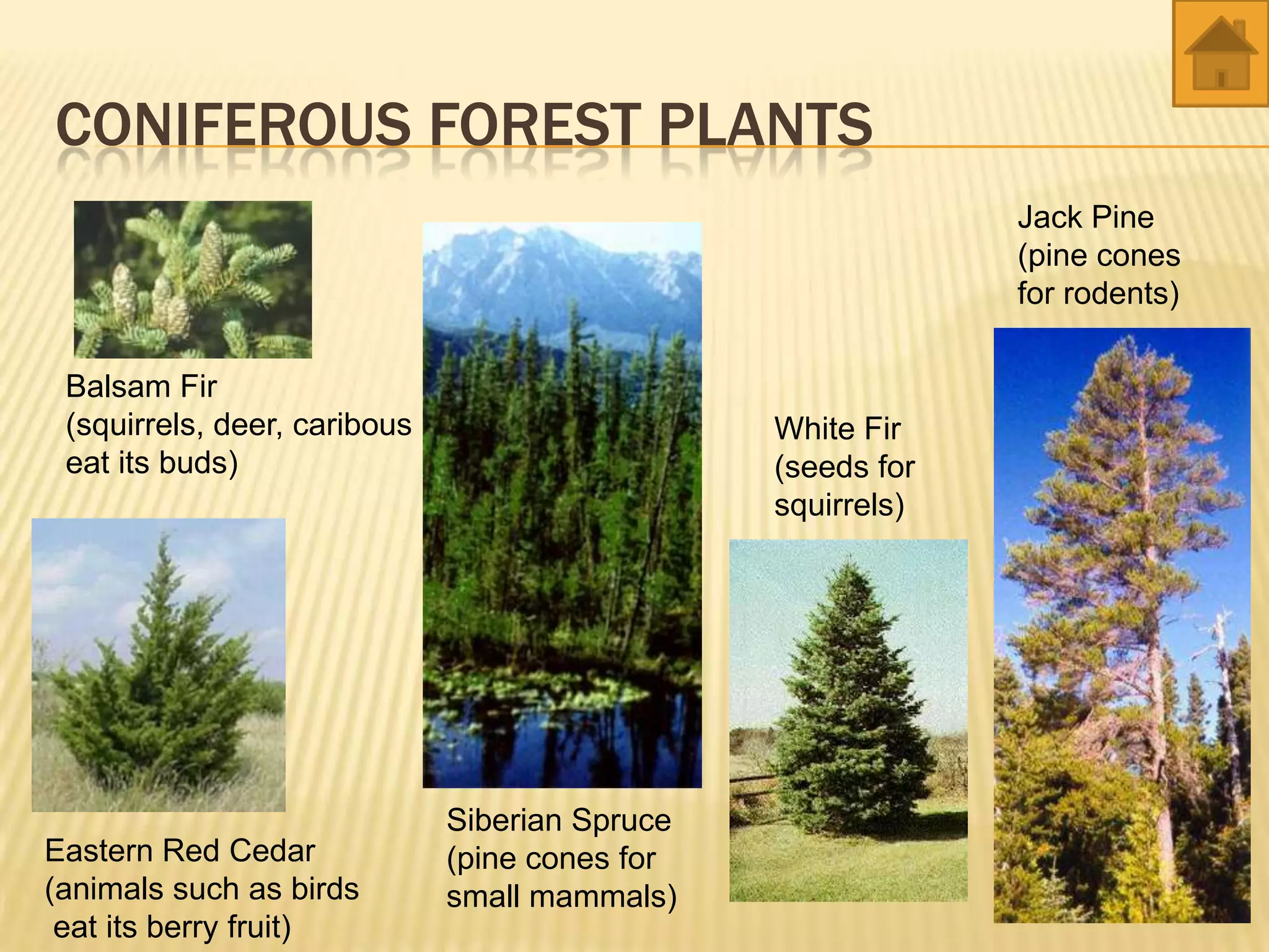 world biomes - animals and plants | PPTX