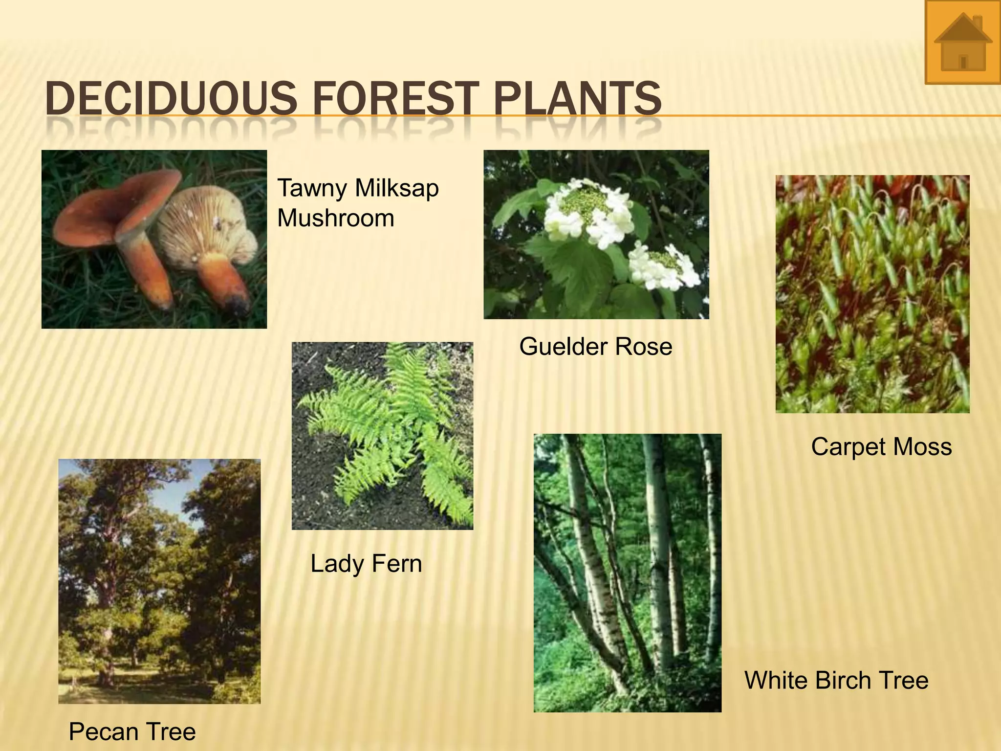 world biomes - animals and plants | PPTX