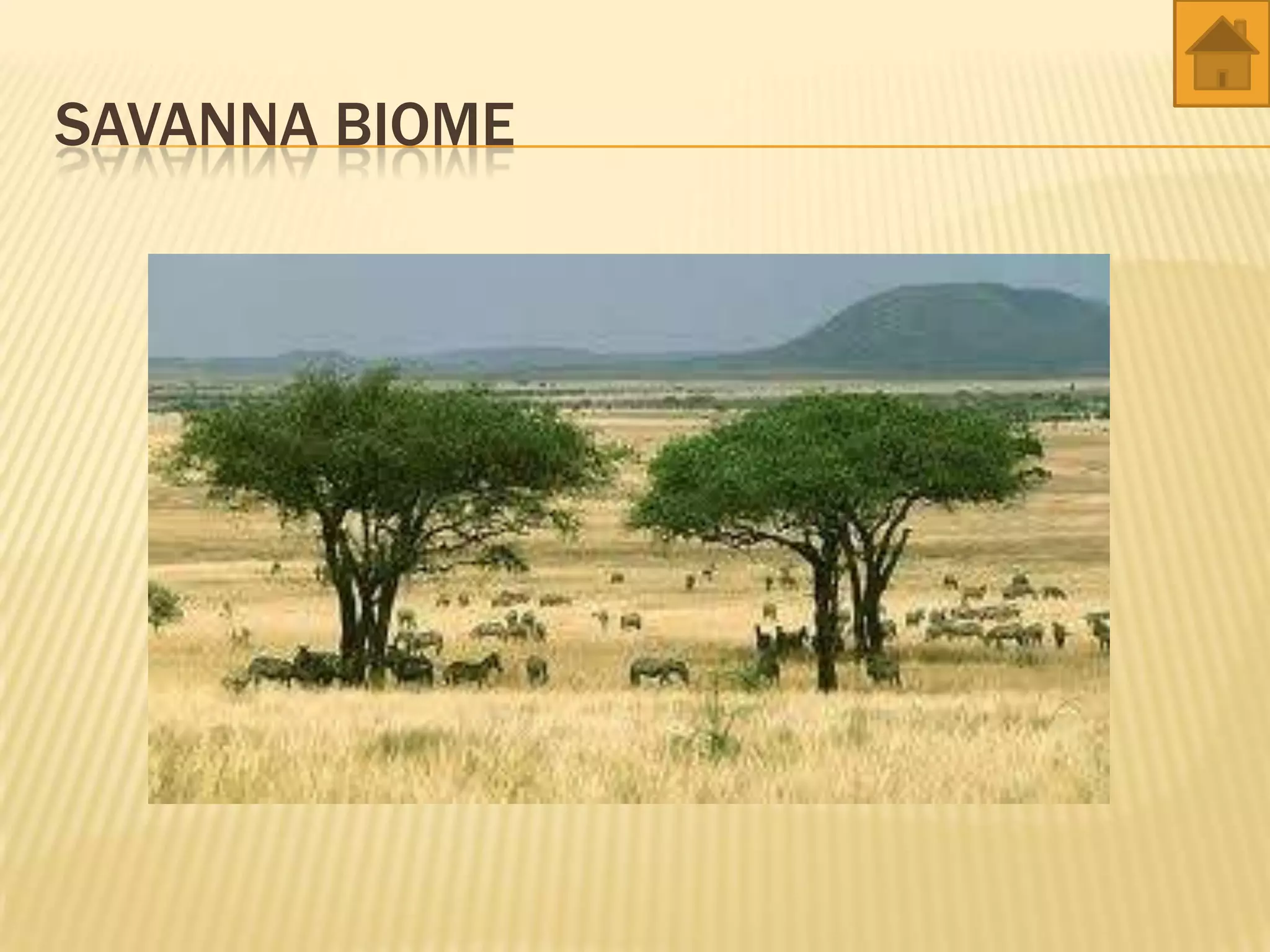 world biomes - animals and plants | PPTX