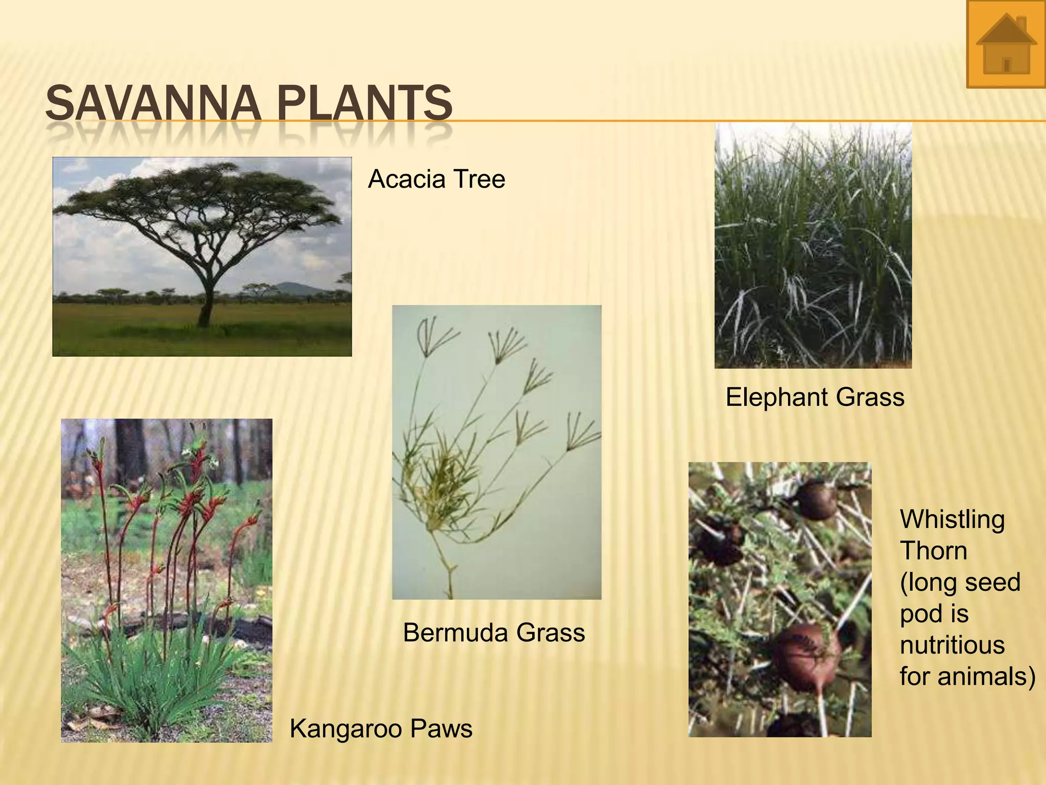 world biomes - animals and plants | PPTX