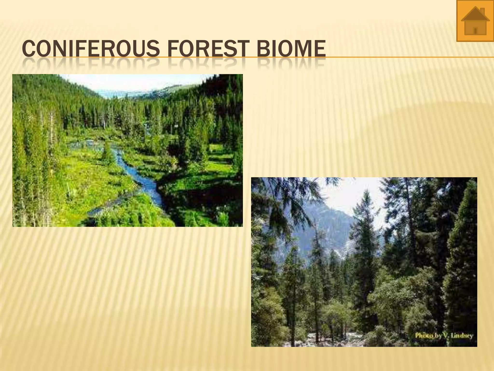 world biomes - animals and plants | PPTX