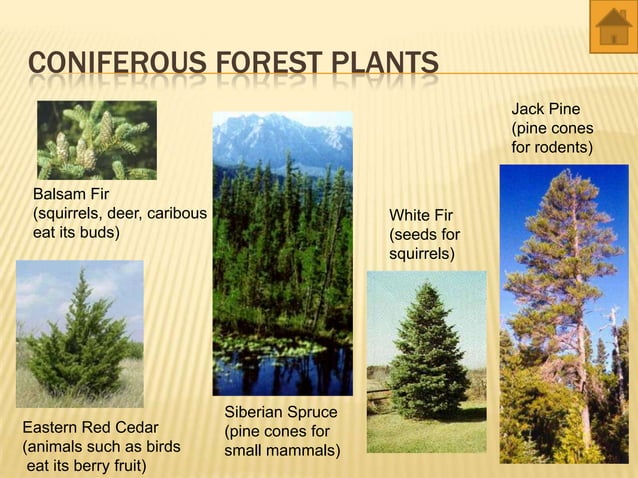 world biomes - animals and plants | PPTX
