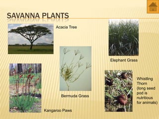Grasslands Plants Names