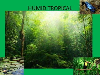 World climates project | PPT