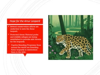 World Conservation On Animals GEO hahshahhah | PPT
