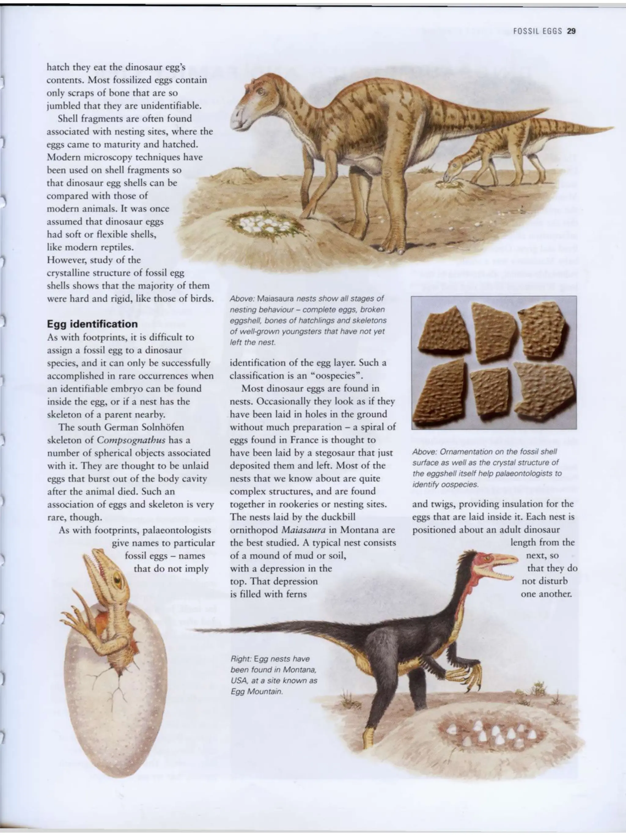 World Encyclopedia of Dinosaurs & Prehistoric Creatures.pdf