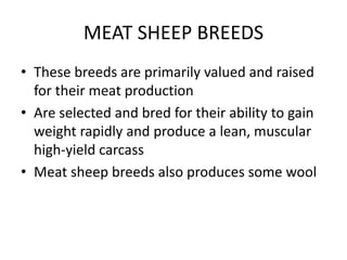 World famous meat type sheep breeds | PPTX
