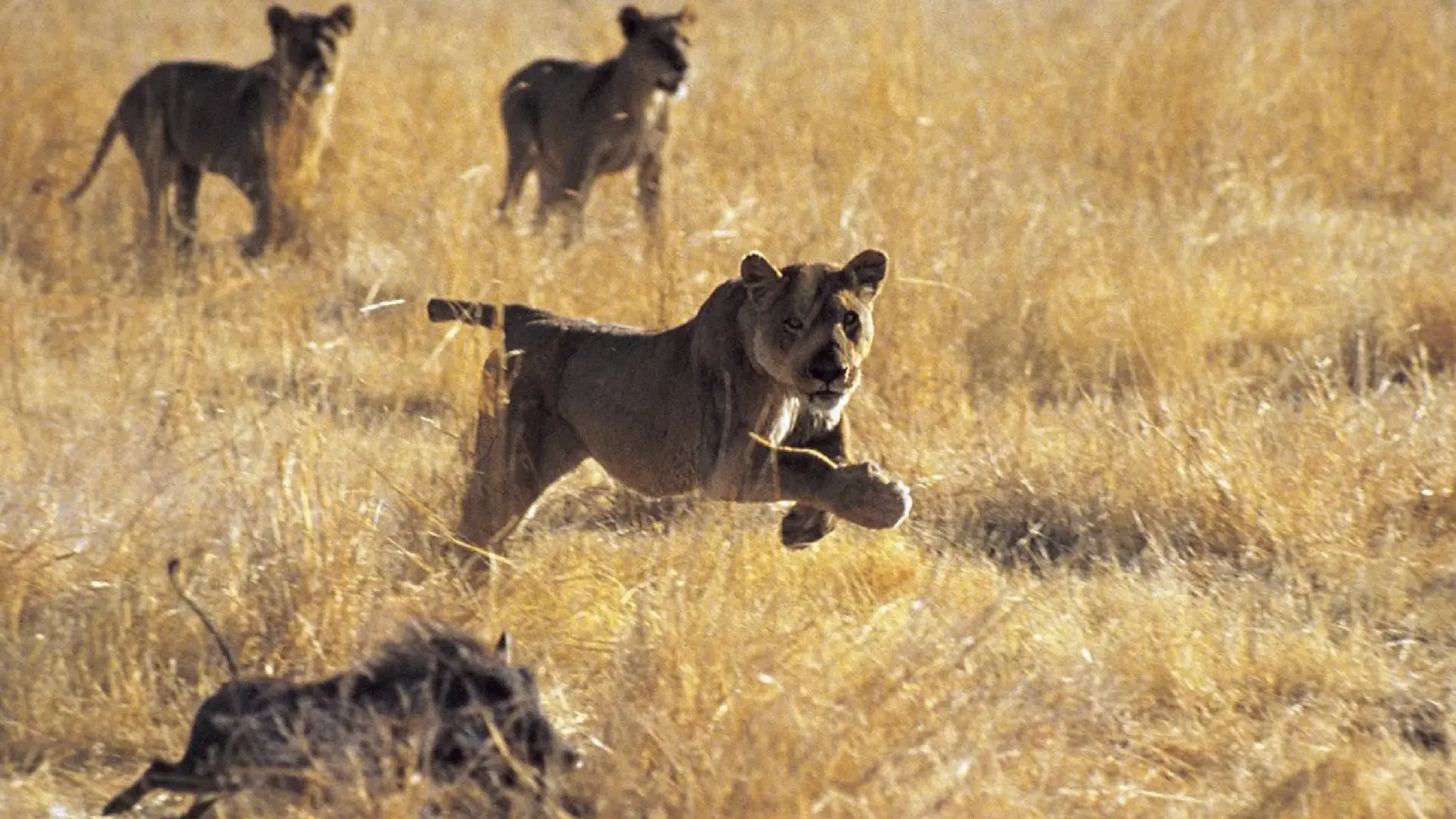 ASIATIC LION BIOLOGY HABITAT REPRODUCTION PRESENTATION | PPTX