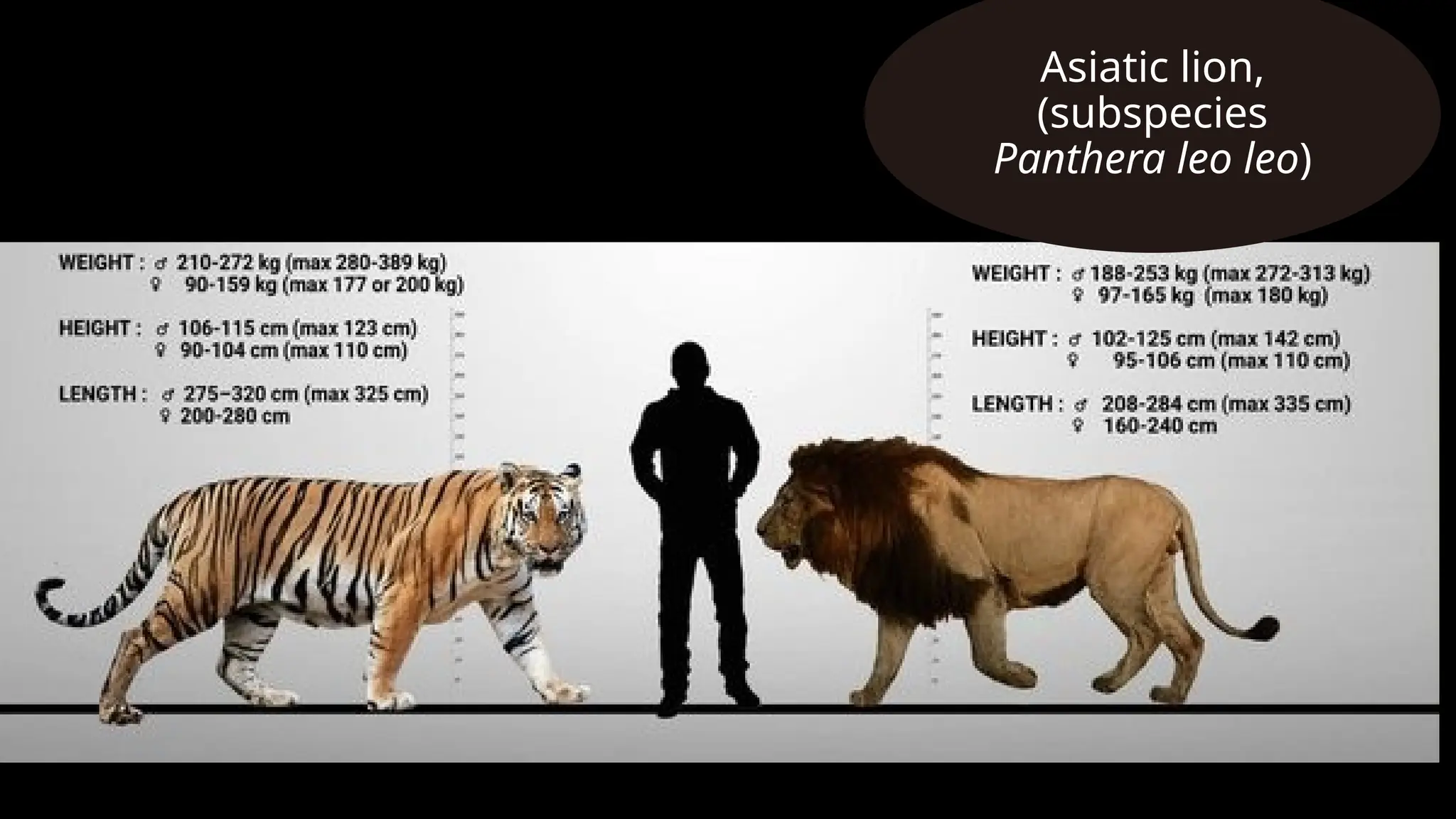ASIATIC LION BIOLOGY HABITAT REPRODUCTION PRESENTATION | PPTX