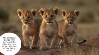 ASIATIC LION BIOLOGY HABITAT REPRODUCTION PRESENTATION | PPTX