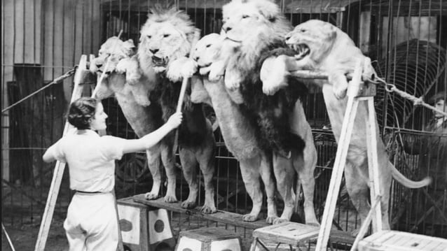 ASIATIC LION BIOLOGY HABITAT REPRODUCTION PRESENTATION | PPTX