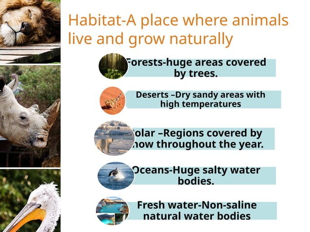 Chapter 7 World of Animals Grade 4.pptx