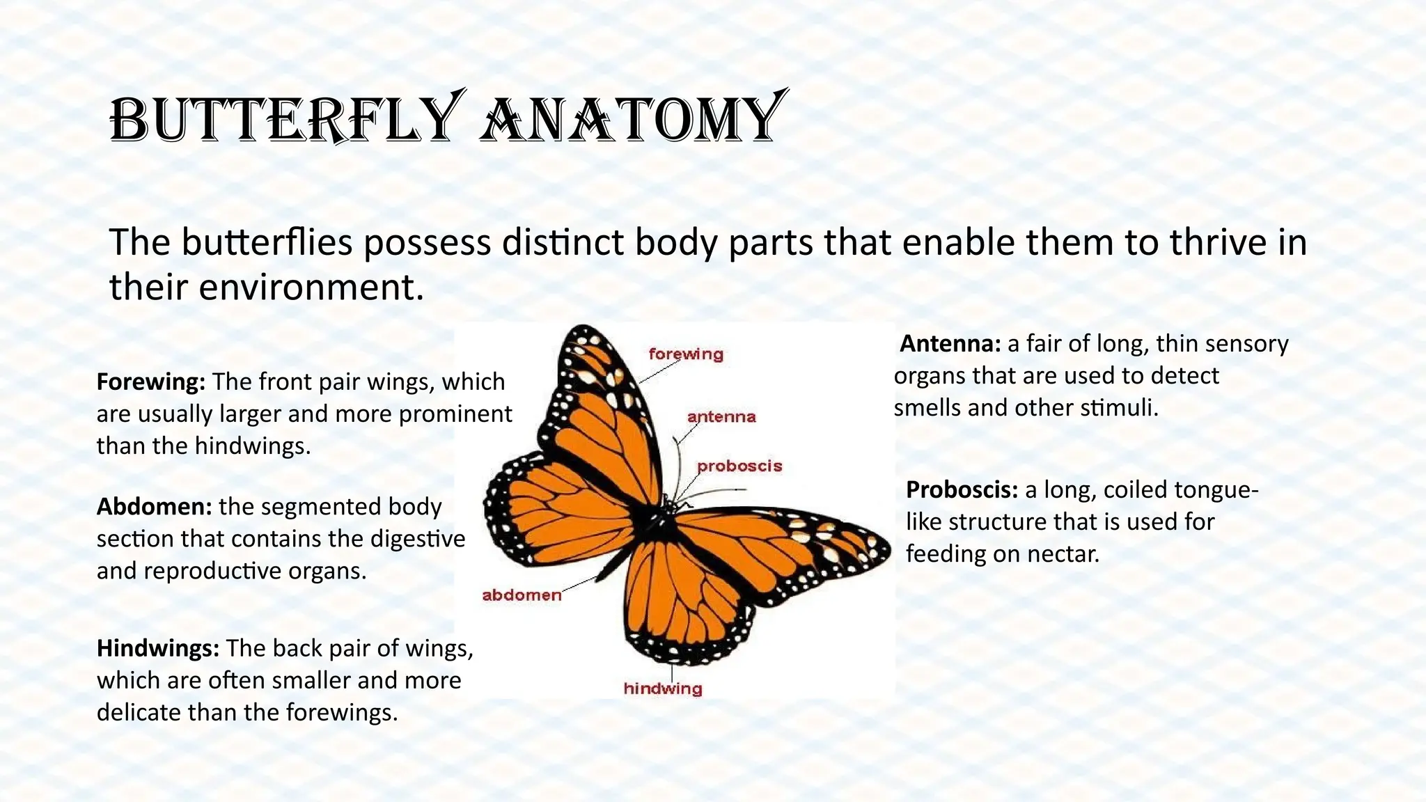 WORLD OF BUTTERFLIES.pptx............... | PPTX