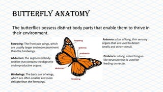 WORLD OF BUTTERFLIES.pptx............... | PPTX