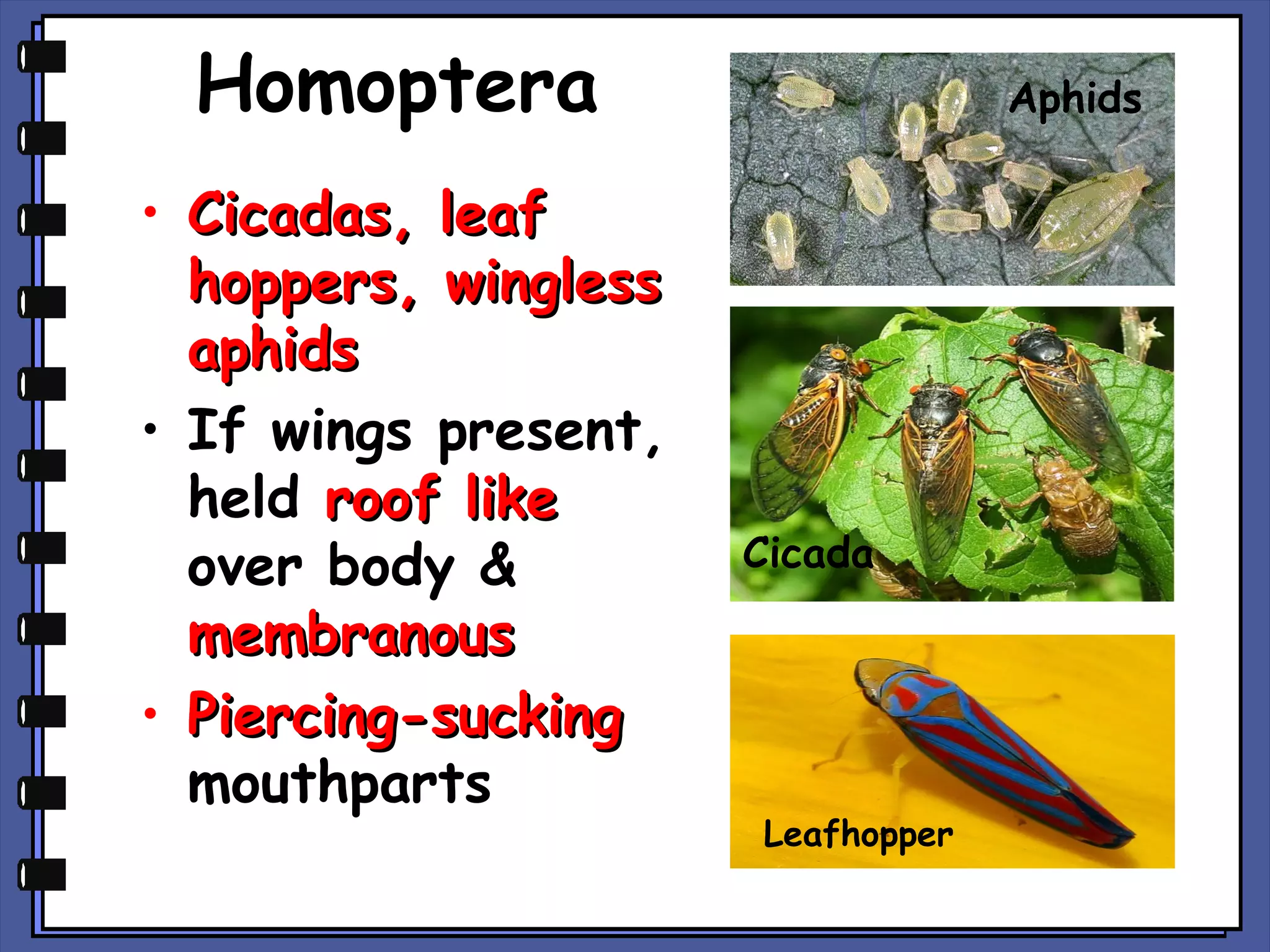 World of insects copy | PPT