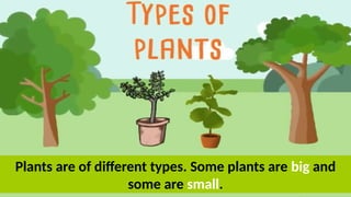 WORLD OF PLANTS PPT - CLASS 1 CONTENT FOR REFERENCE | PPTX