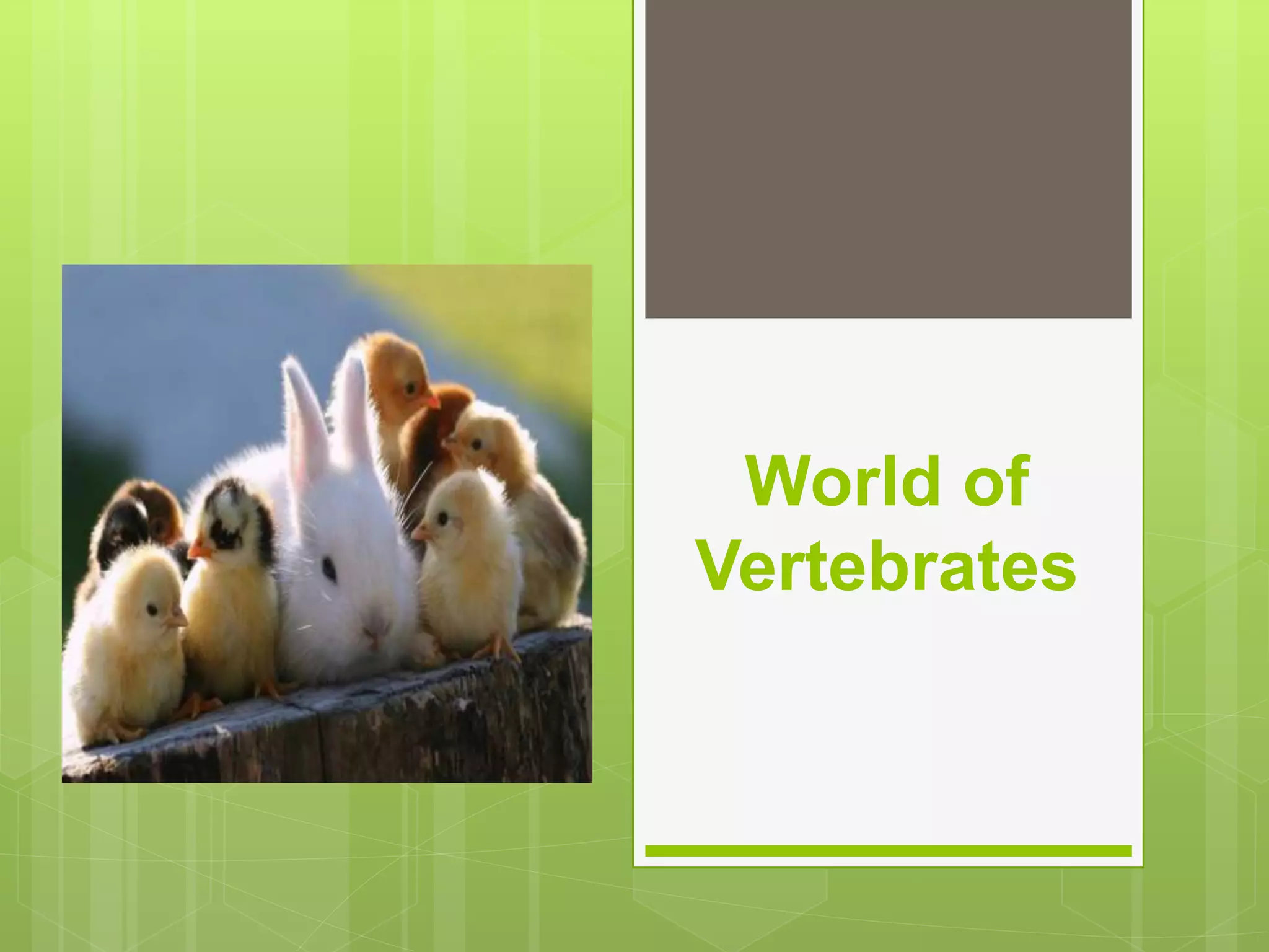 World of vertebrates | PPT