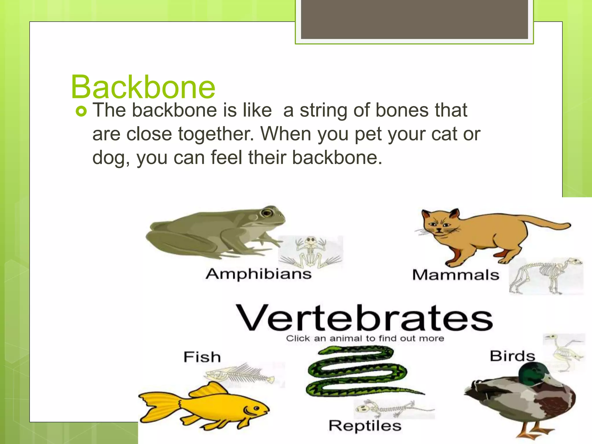 World of vertebrates | PPT