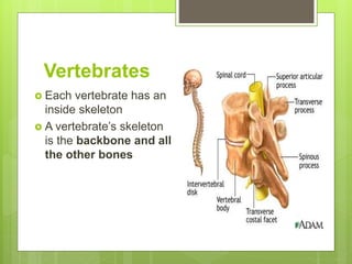 World of vertebrates | PPT