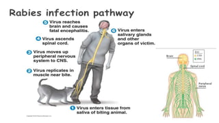 Rabies- World rabies day | PPTX