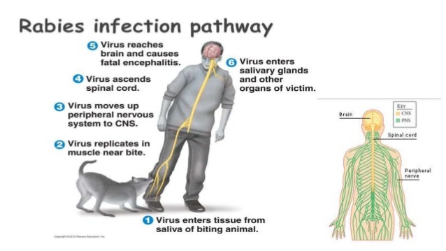 Rabies- World rabies day