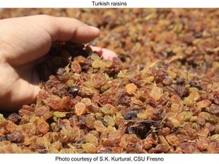 Overview of world raisin production | PPTX