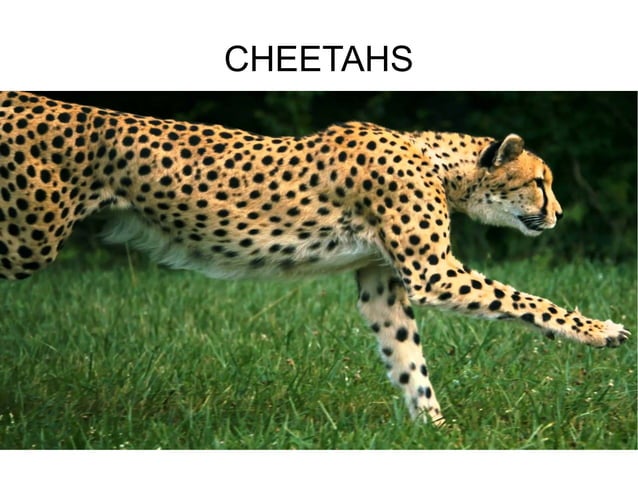 world records superlative adjectives presentation | PDF