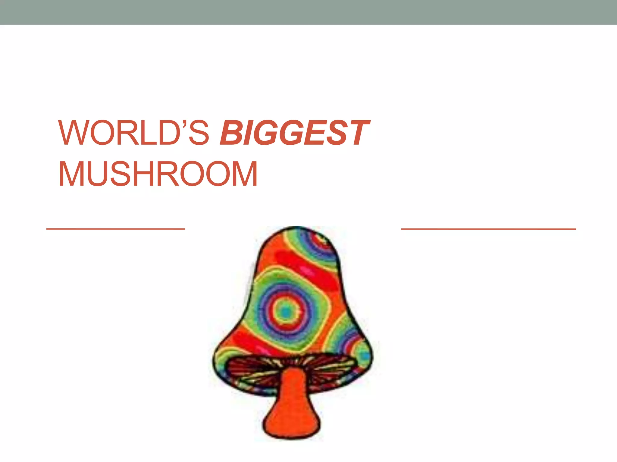 World's biggest mushroom | PPT