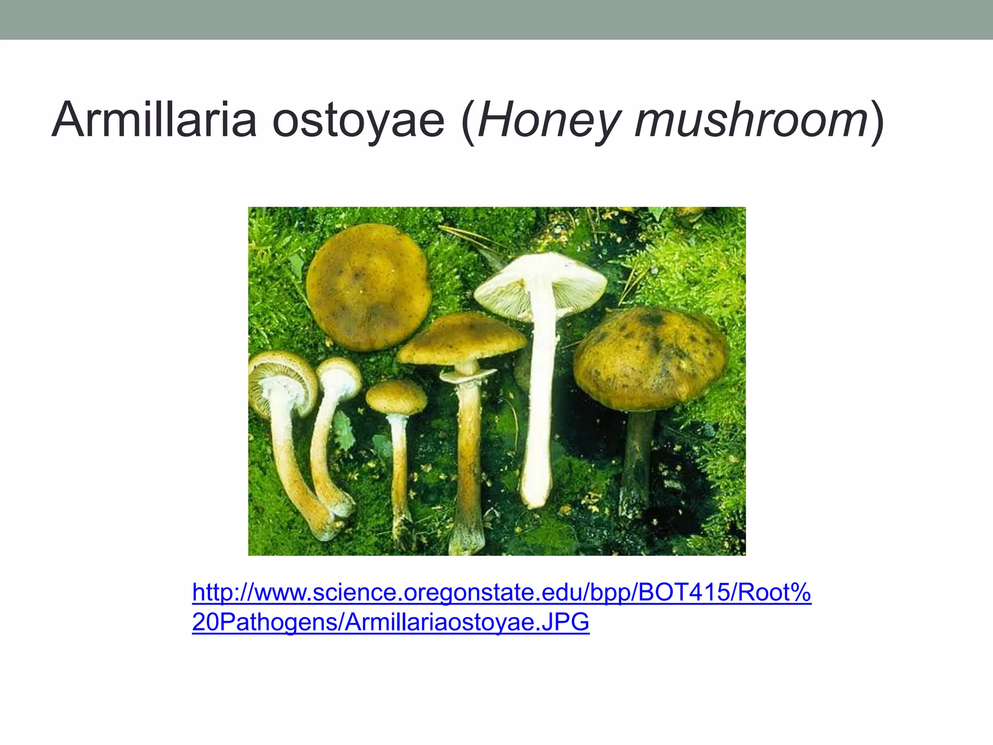 World's biggest mushroom | PPT