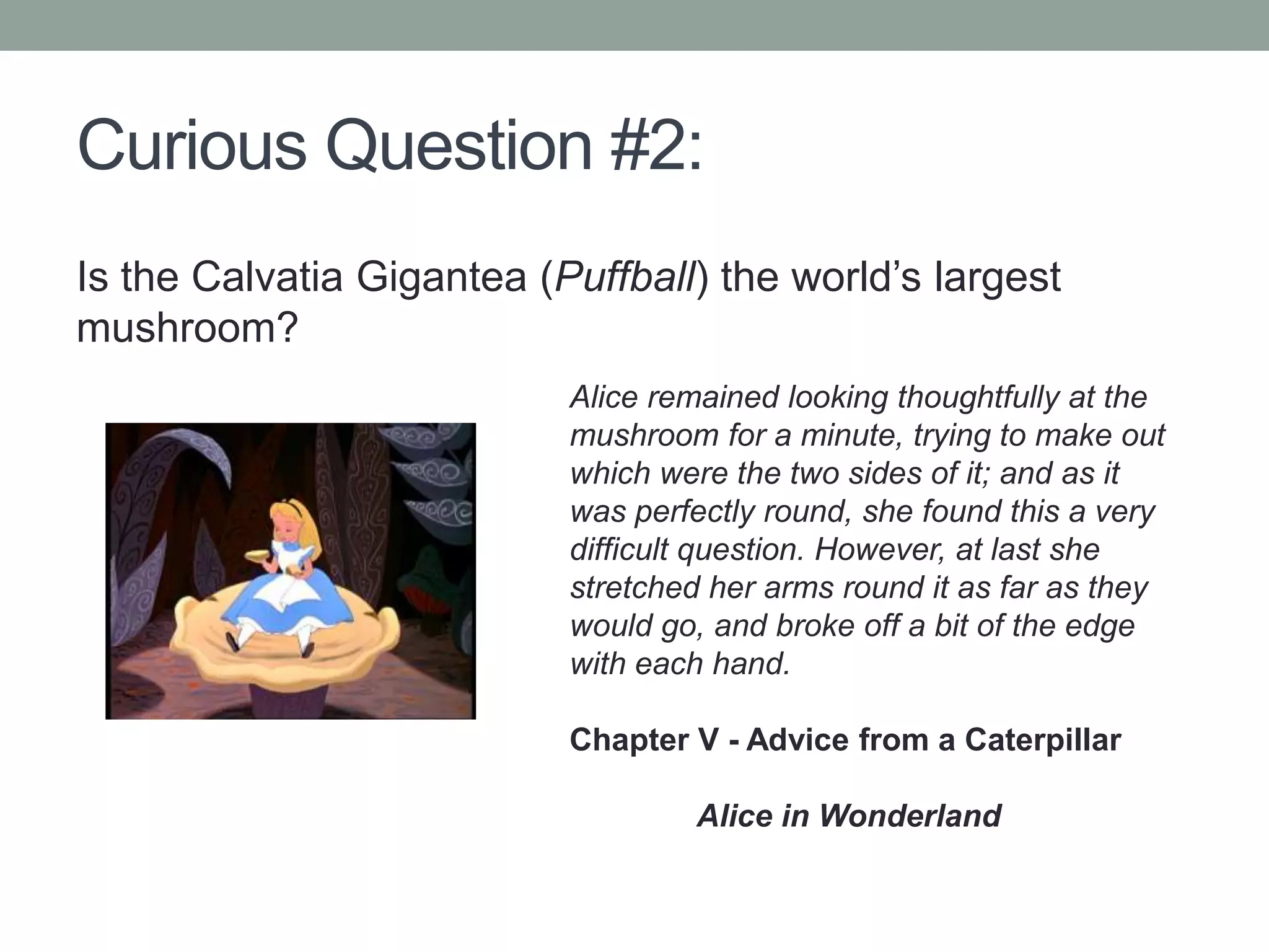 World's biggest mushroom | PPT