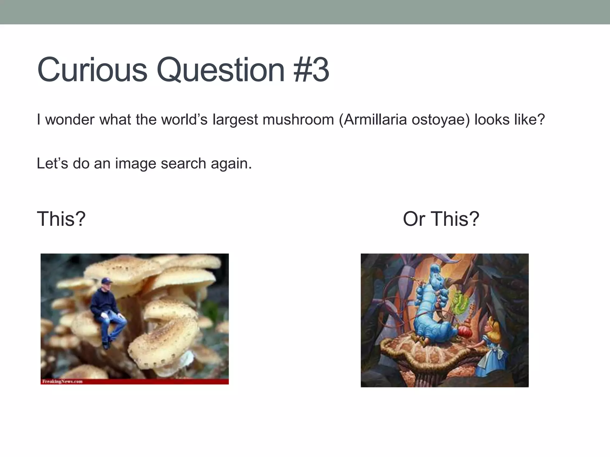 World's biggest mushroom | PPT