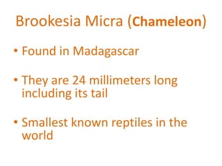 Worlds tiniest animals | PPTX