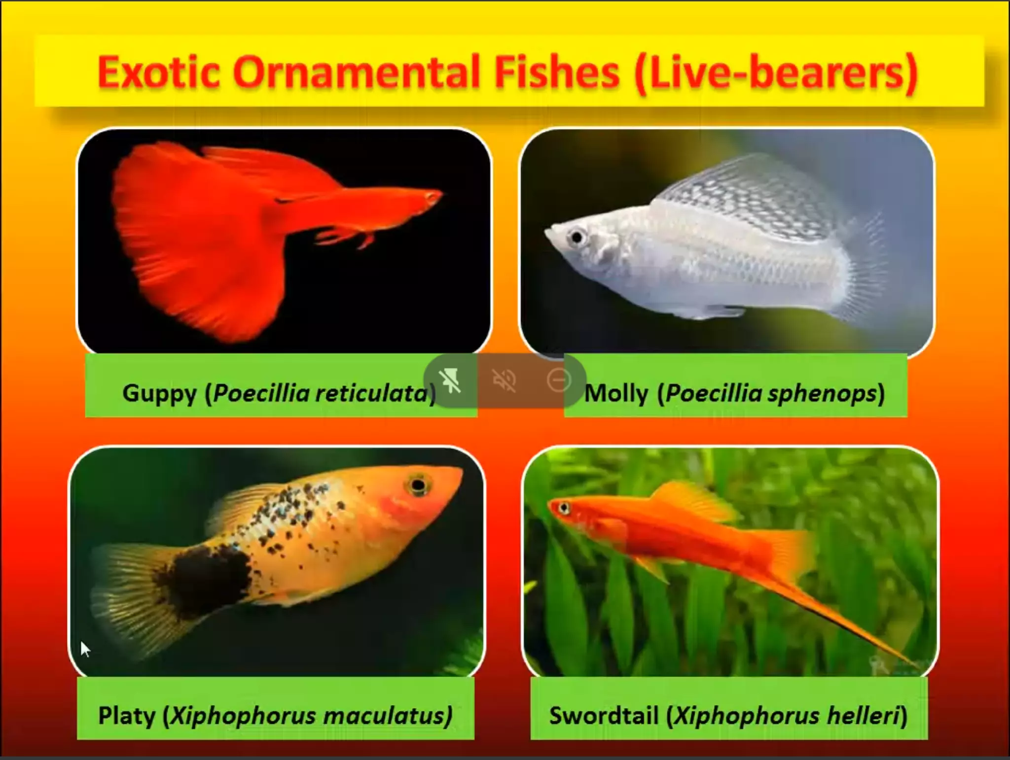 WORLD TRADE OF ORNAMENTAL FISH AND EXPORT POTENTIAL AND DIFFERENT ...