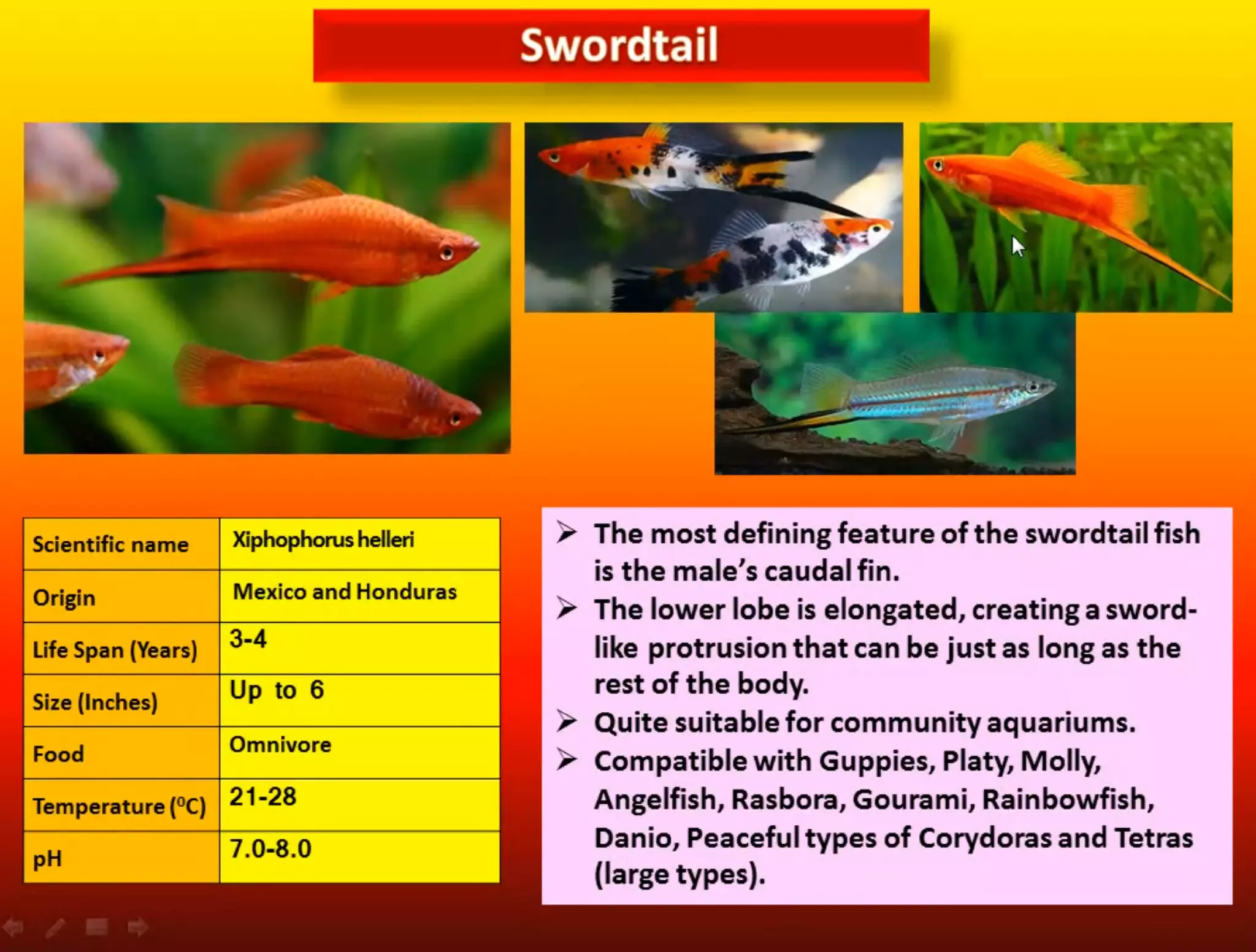 WORLD TRADE OF ORNAMENTAL FISH AND EXPORT POTENTIAL AND DIFFERENT ...