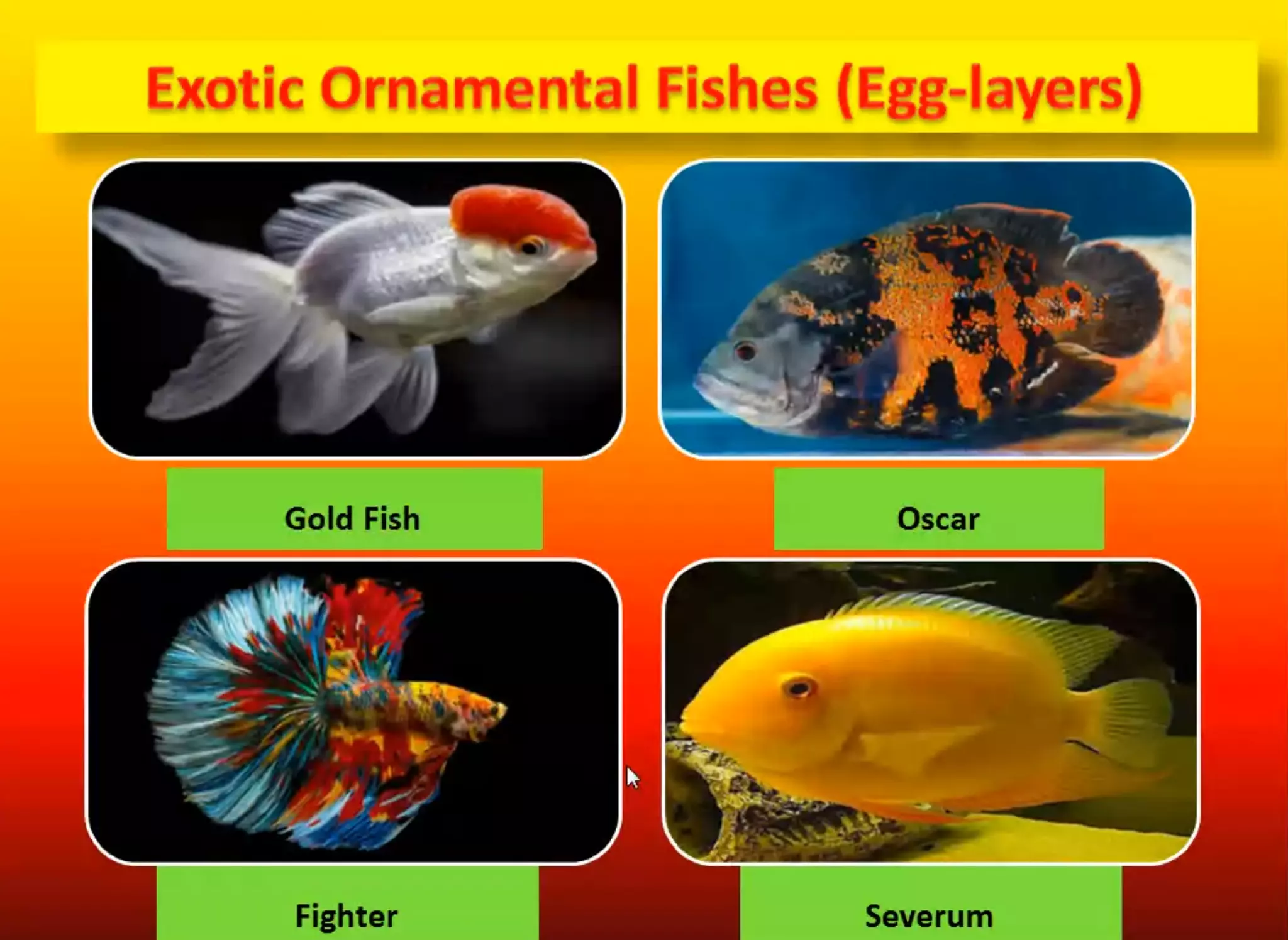 WORLD TRADE OF ORNAMENTAL FISH AND EXPORT POTENTIAL AND DIFFERENT ...