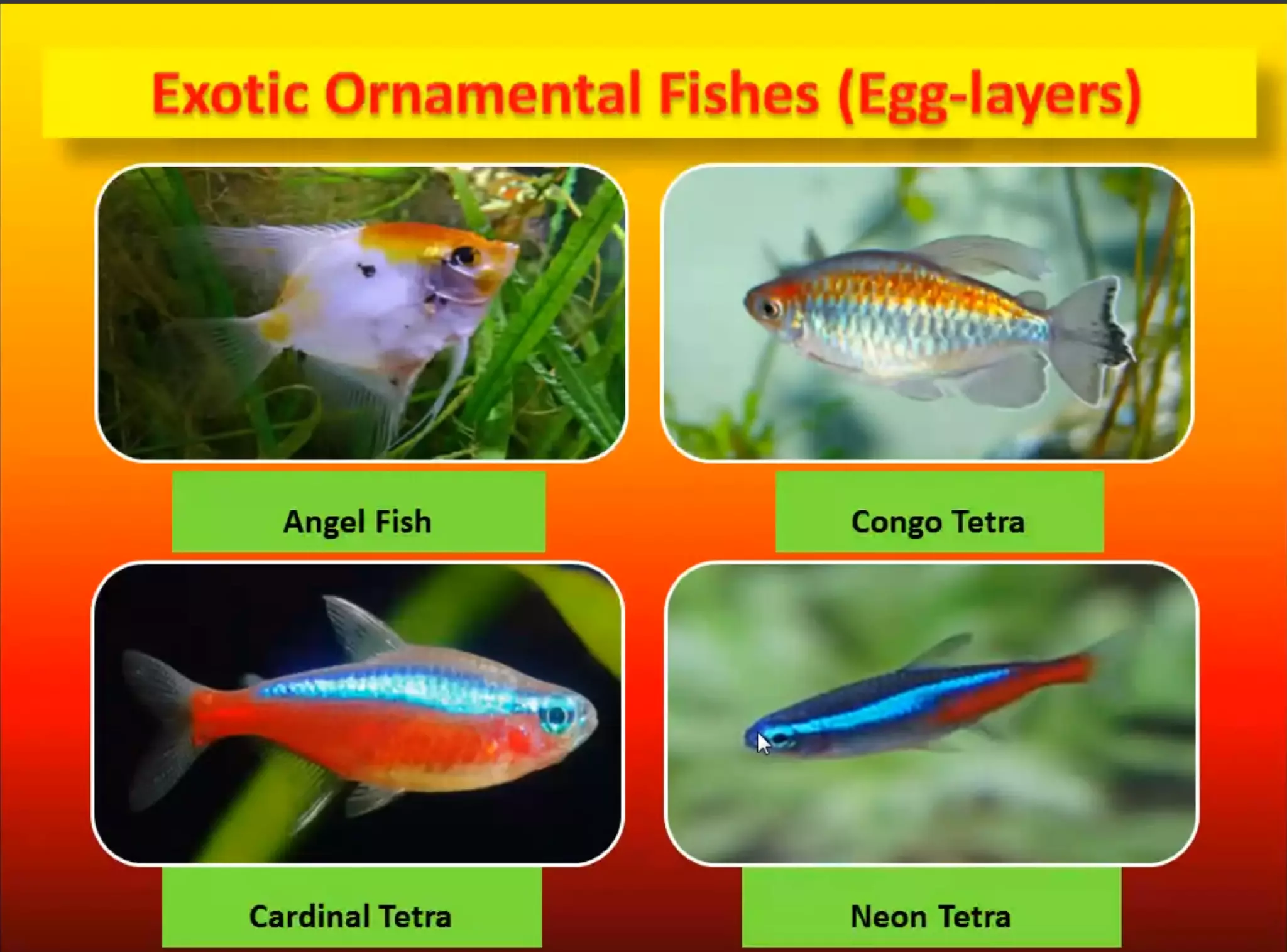 WORLD TRADE OF ORNAMENTAL FISH AND EXPORT POTENTIAL AND DIFFERENT ...