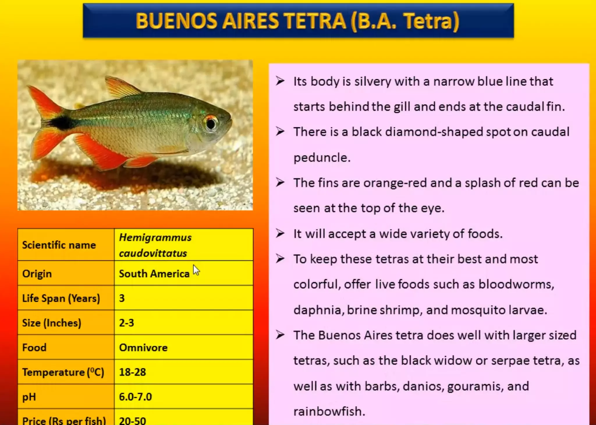 WORLD TRADE OF ORNAMENTAL FISH AND EXPORT POTENTIAL AND DIFFERENT ...