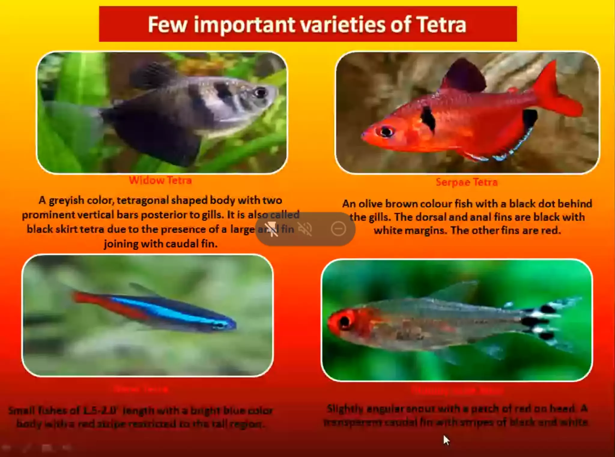 WORLD TRADE OF ORNAMENTAL FISH AND EXPORT POTENTIAL AND DIFFERENT ...