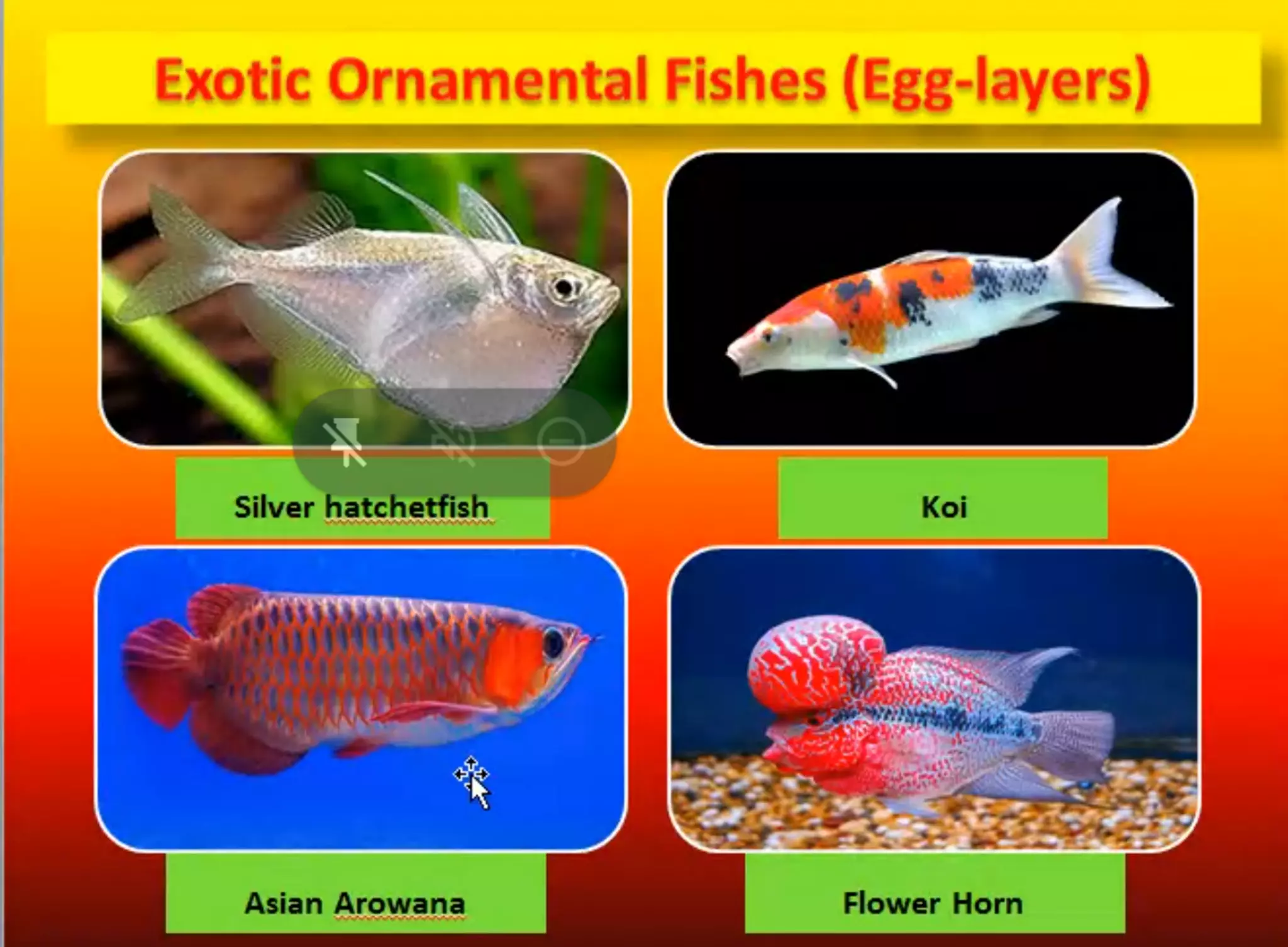 WORLD TRADE OF ORNAMENTAL FISH AND EXPORT POTENTIAL AND DIFFERENT ...