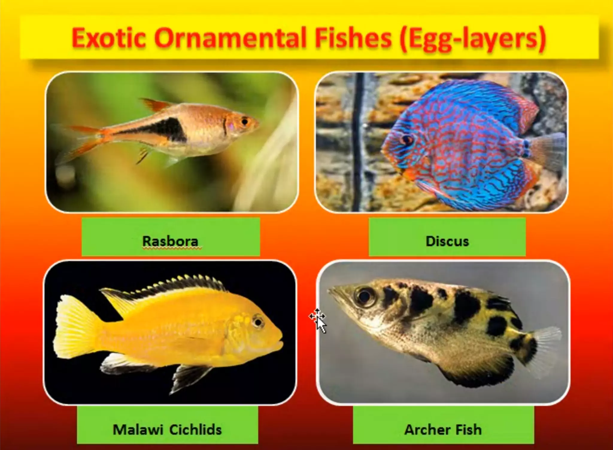 WORLD TRADE OF ORNAMENTAL FISH AND EXPORT POTENTIAL AND DIFFERENT ...