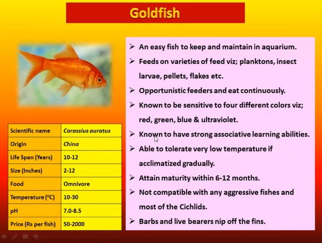 WORLD TRADE OF ORNAMENTAL FISH AND EXPORT POTENTIAL AND DIFFERENT ...