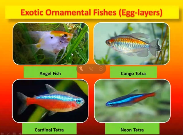 WORLD TRADE OF ORNAMENTAL FISH AND EXPORT POTENTIAL AND DIFFERENT ...